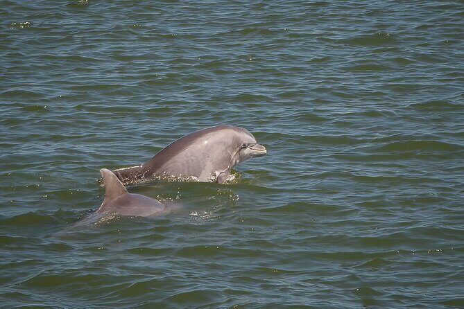 Sunset, Dolphin/Birding On A Private Guided Savannah Cruise - Key Points