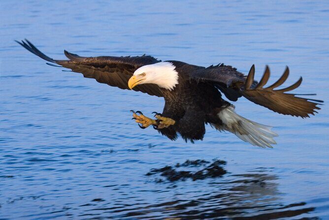 Sunset, Dolphin/Birding On A Private Guided Savannah Cruise - How Does It Compare in Value?