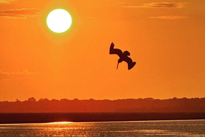 Sunset Dolphin Cruise (options for public of private) - Why This Dolphin Cruise Stands Out