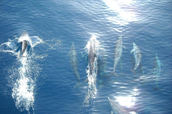 Sunset Dolphin Watching Boat Tour from Vrsar - An In-Depth Look at the Tour Experience
