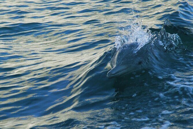 Sunset Dolphin Watching Boat Tour from Vrsar - Who Should Consider This Tour?