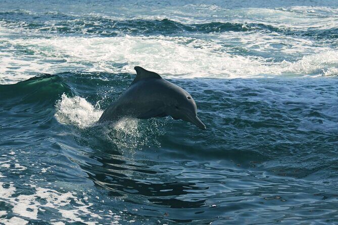 Sunset Dolphin Watching Boat Tour from Vrsar - FAQs