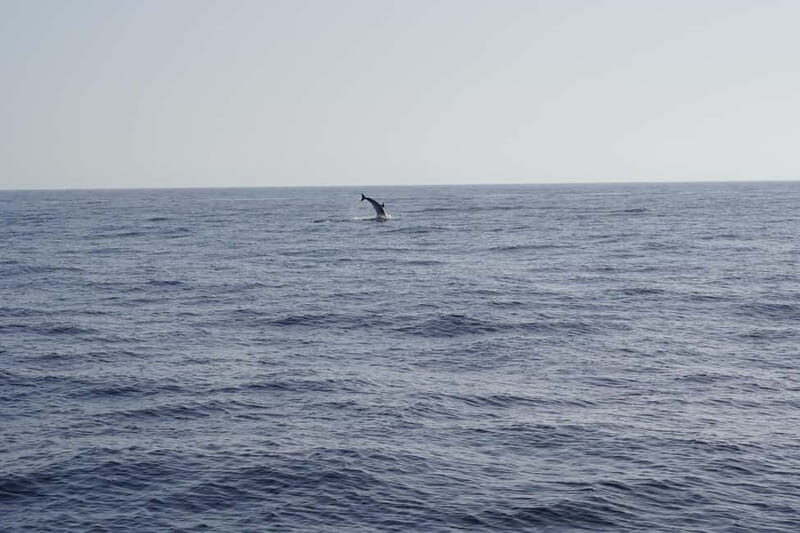 Sunset Dolphin Watching Tour on Hybrid Boat in Small Group - Key Points