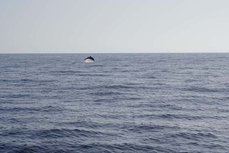 Sunset Dolphin Watching Tour on Hybrid Boat in Small Group - Pricing and Value