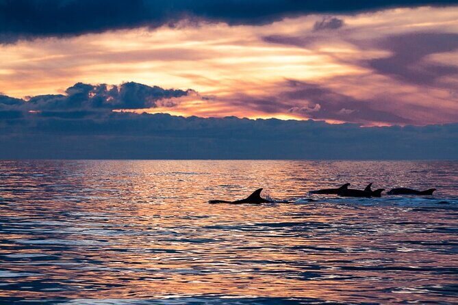 Sunset Dolphin Watching with Marine Biologists - An Overview of the Experience