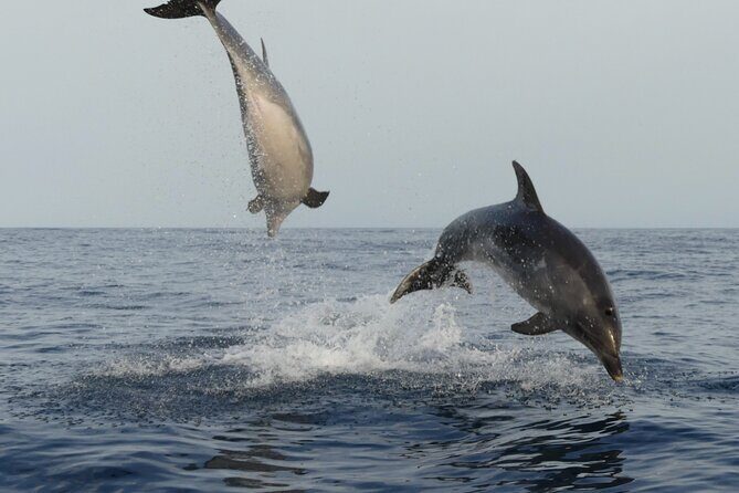 Sunset Dolphin Watching with Marine Biologists - What to Expect and How the Tour Unfolds
