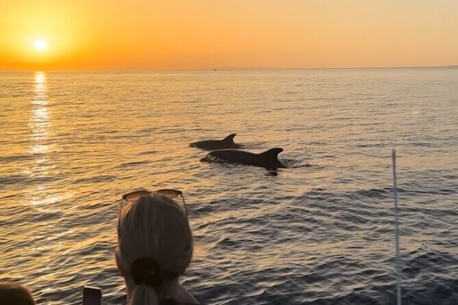 Sunset Dolphin Watching with Marine Biologists - Who Would Love This Tour?