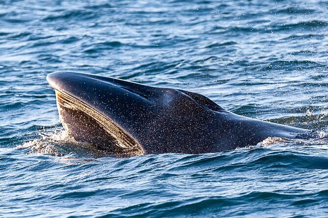 Sunset Dolphin Watching with Marine Biologists - The Sum Up