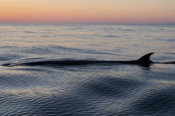 Sunset Dolphin Watching with Marine Biologists - FAQ