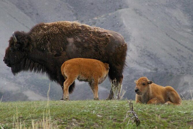 Sunset Hayden Valley Wildlife Safari | Catered Dinner | PRIVATE - The Dining Experience in the Wild