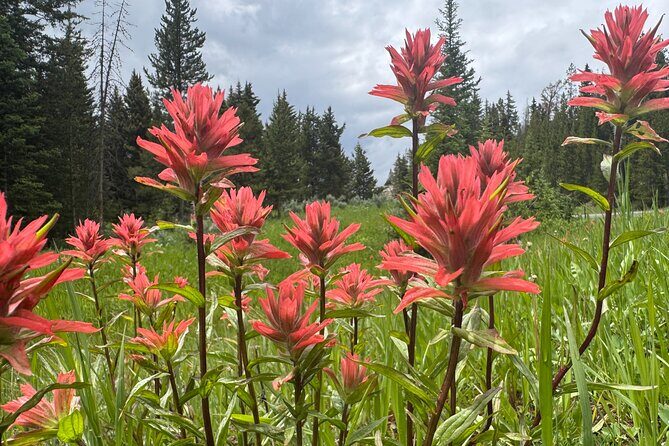 Sunset Hayden Valley Wildlife Safari | Catered Dinner | PRIVATE - Who Will Love This Experience?