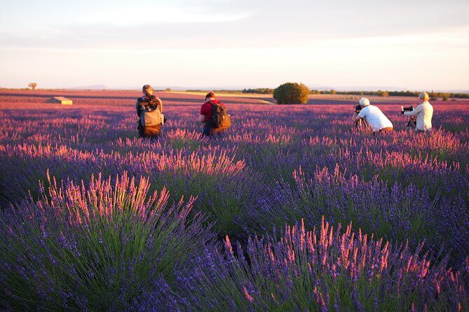 Sunset Lavender Tour from Aix-en-Provence - A Bright Look at the Sunset Lavender Tour from Aix-en-Provence