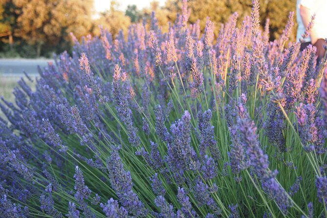 Sunset Lavender Tour from Aix-en-Provence - The Itinerary Breakdown: What to Expect