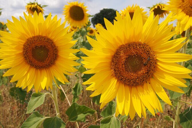 Sunset Lavender Tour from Aix-en-Provence - Who is This Tour Best For?