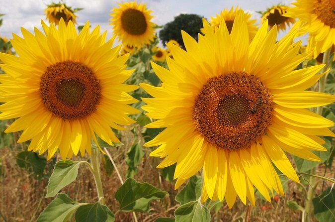 Sunset Lavender Tour from Aix-en-Provence - Wrapping Up: Who Should Consider This Tour?