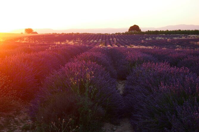 Sunset Lavender Tour in Valensole with pickup from Marseille - Authentic Reviews: What Travelers Say