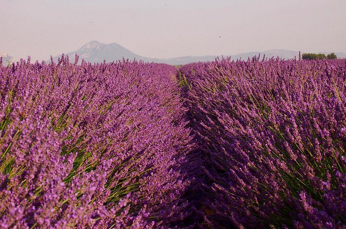Sunset Lavender Tour in Valensole with pickup from Marseille - Who Should Book This Tour?