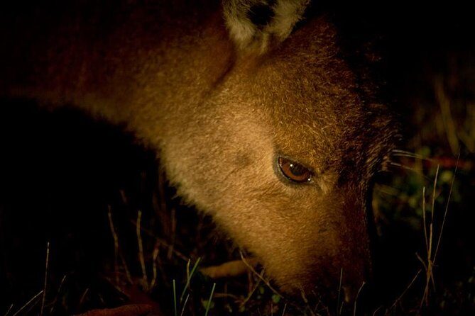 Sunset Nocturnal Adventure Tour - Exploring the Hanson Bay Wildlife Sanctuary