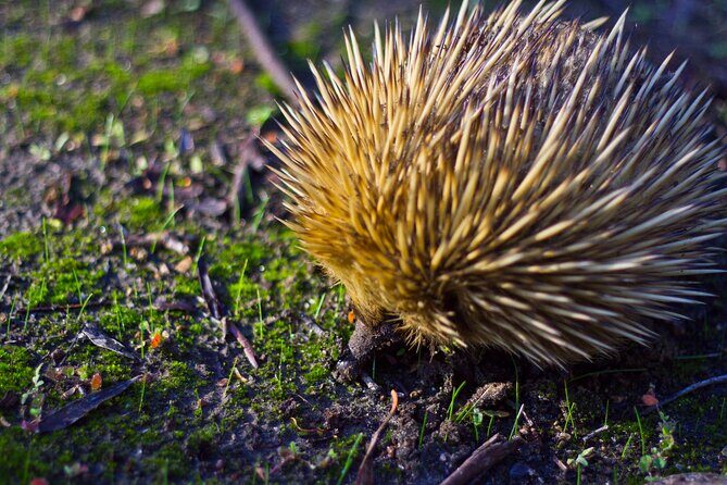 Sunset Nocturnal Adventure Tour - The Experience of a Lifetime – With a Few Considerations