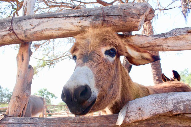 Sunset Pacific Donkey Hiking Tour - Final Thoughts