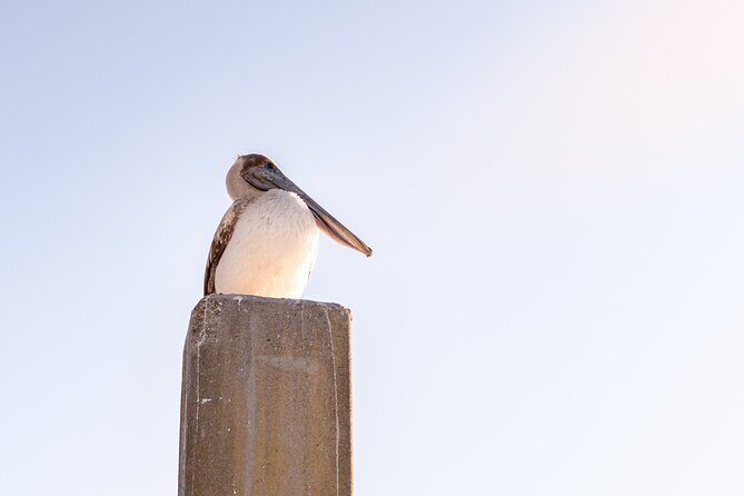 Sunset Private Captained Luxury Electric Boat Charter in Savannah - Frequently Asked Questions