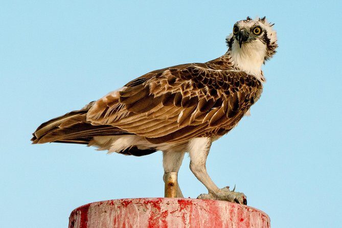 Sunset River Cruise near Byron Bay - FAQ