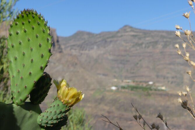 Sunset Tour in Beetle Convertible West Coast - The Sum Up