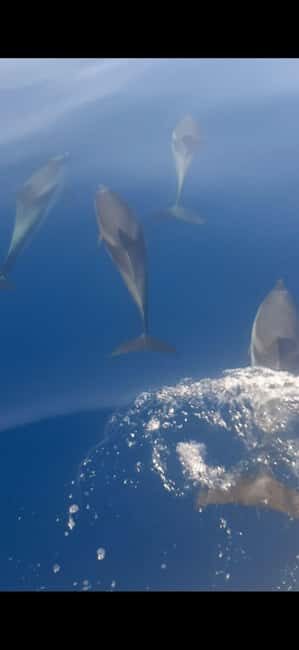 Sunset tour in search of dolphins with aperitif - Key Points