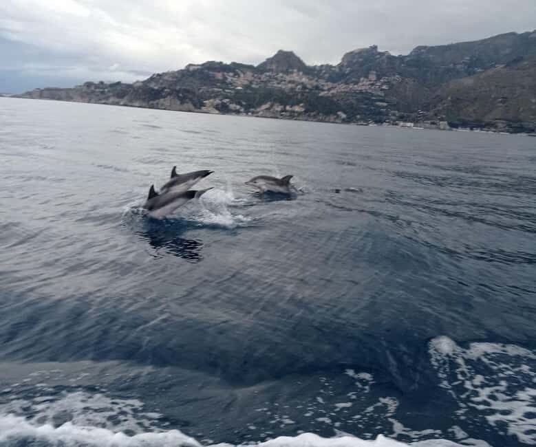 Sunset tour in search of dolphins with aperitif - FAQ