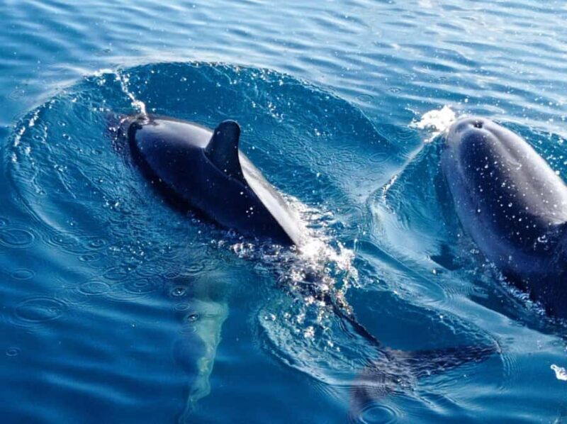 Sunset tour in search of dolphins with aperitif - In Summary