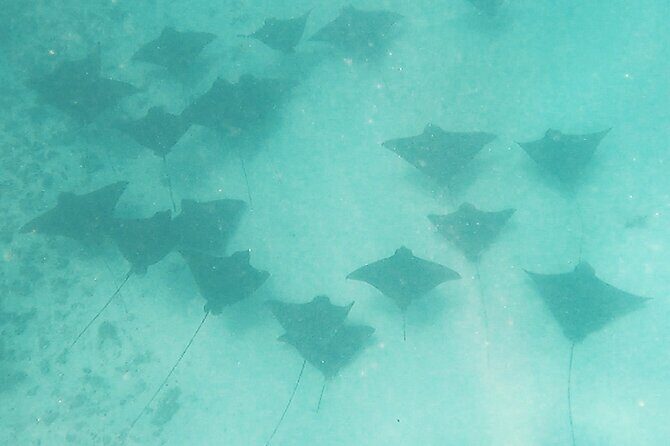 Sunset tour on a unique polynesian sailing outrigger - Key Points