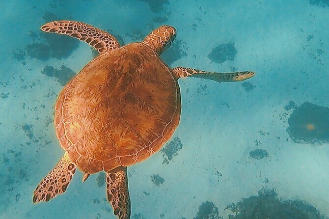 Sunset tour on a unique polynesian sailing outrigger - Itinerary Breakdown: What to Expect