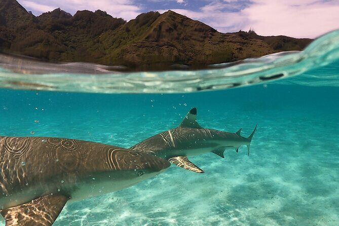 Sunset tour on a unique polynesian sailing outrigger - Frequently Asked Questions
