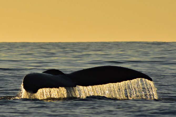 Sunset Whale Cruise in Cabo San Lucas - A Closer Look at the Sunset Whale Cruise Experience