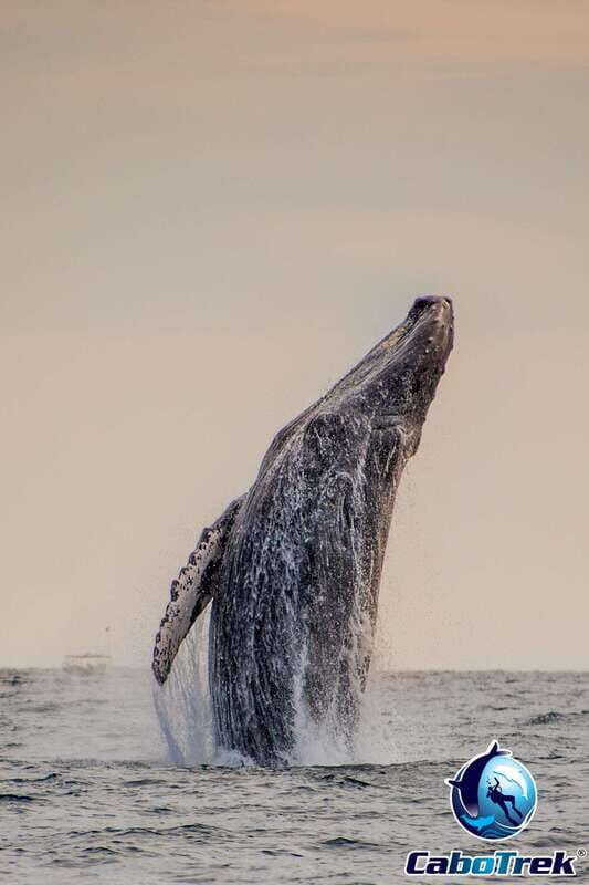 Sunset Whale Watching Cruise in Cabo San Lucas - Key Points