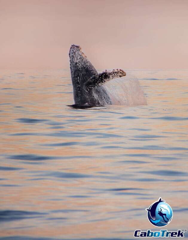 Sunset Whale Watching Cruise in Cabo San Lucas - Potential Drawbacks