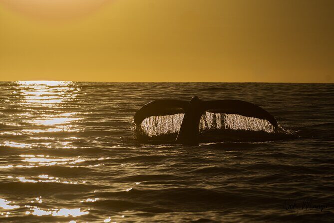 Sunset Whale Watching in Cabo San Lucas - Price and Value Analysis