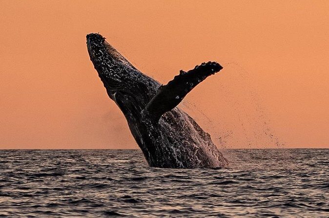 Sunset Whale Watching in Cabo San Lucas - Final Thoughts