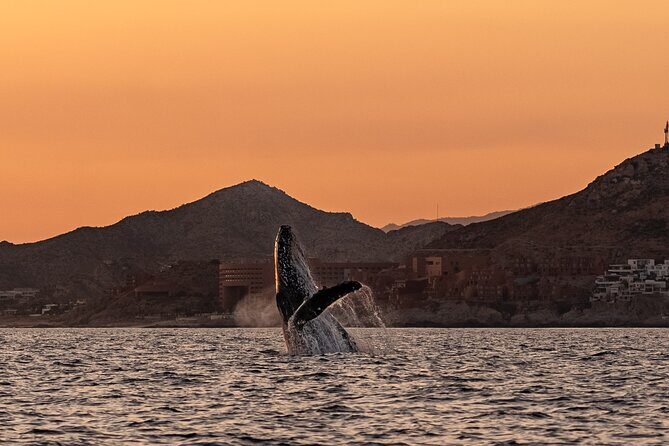 Sunset Whale Watching in Cabo San Lucas - FAQ