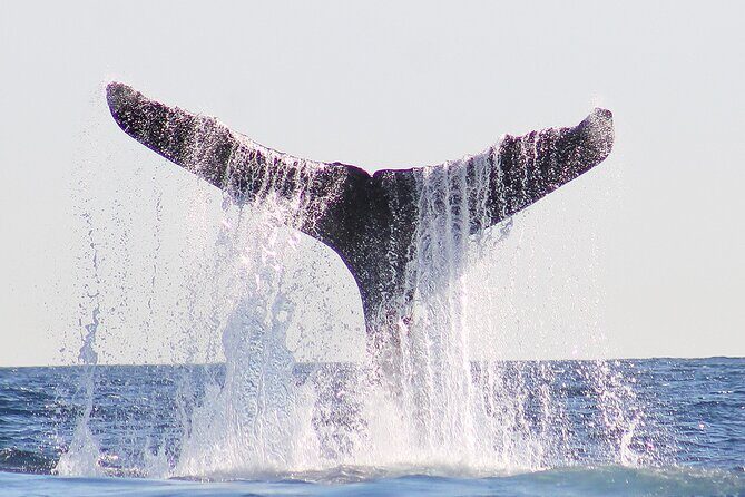 Sunset Whale Watching in San Jose del Cabo - Who Should Book This Experience?