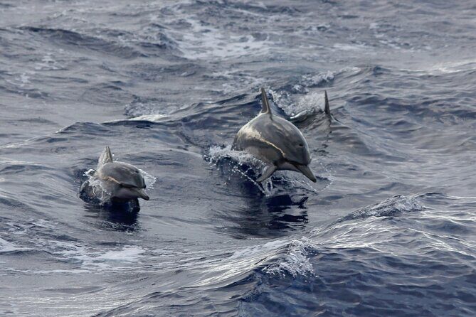 Sunset Whale Watching Shared Activity - Who Is This Tour Best For?