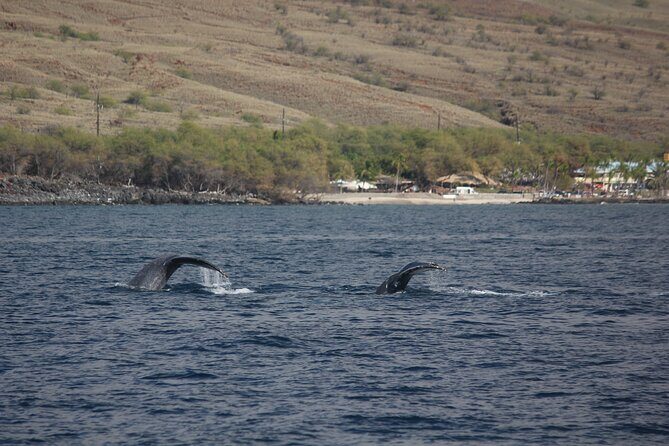 Sunset Whale Watching Shared Activity - Practical Tips for Your Whale Watching Trip