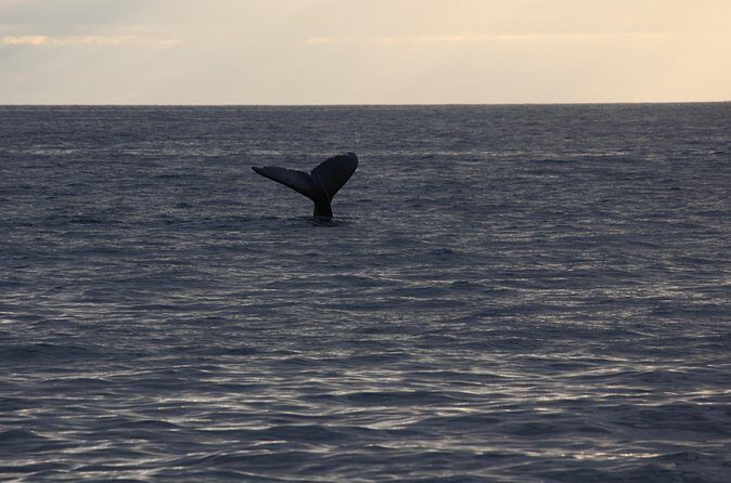 Sunset Whale Watching Shared Activity - FAQ