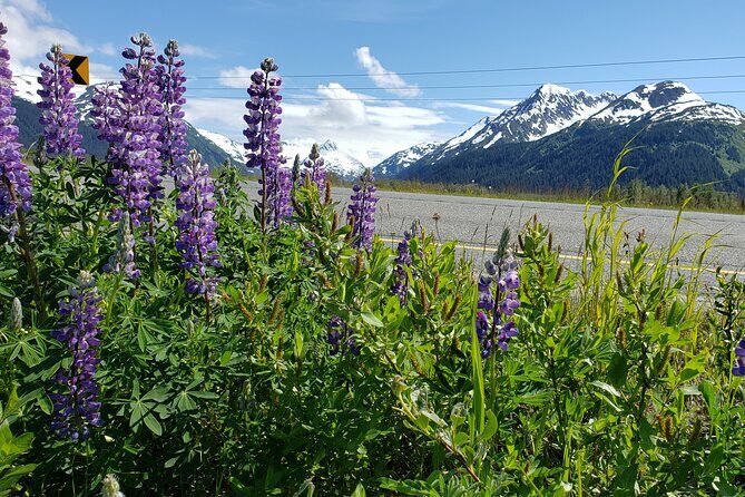 Sunset Wilderness Wildlife and Glacier Experience - Exploring the Itinerary in Depth
