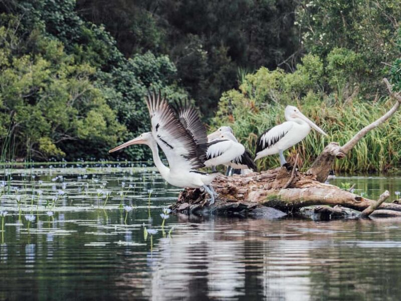Sunshine Coast: Eumundi & Noosa Everglades with River Cruise - FAQs  