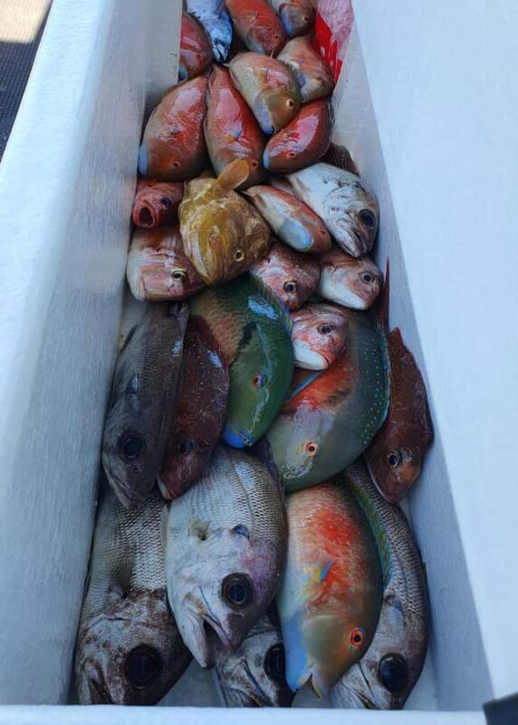 Sunshine Coast: Fishing Charters - The Value of This Experience