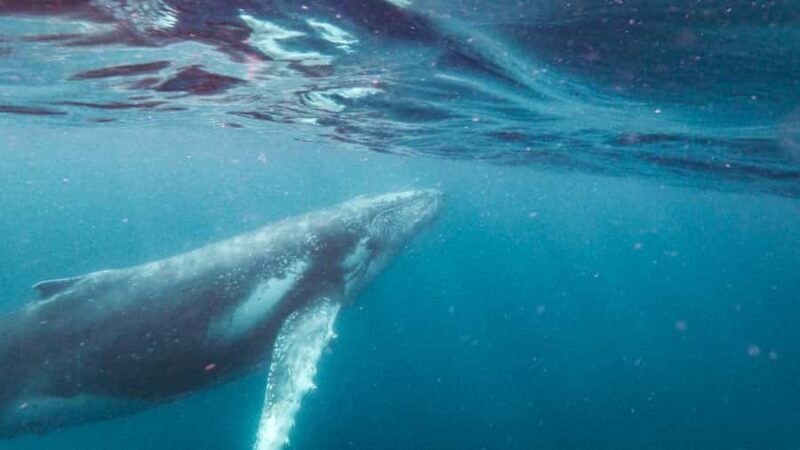 Sunshine Coast: Humpback Whale Cruise And Swim - Key Points