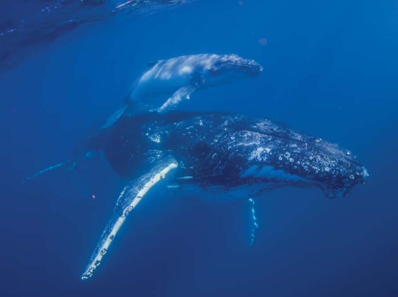 Sunshine Coast: Humpback Whale Cruise And Swim - An In-Depth Look at the Sunshine Coast Whale Tour