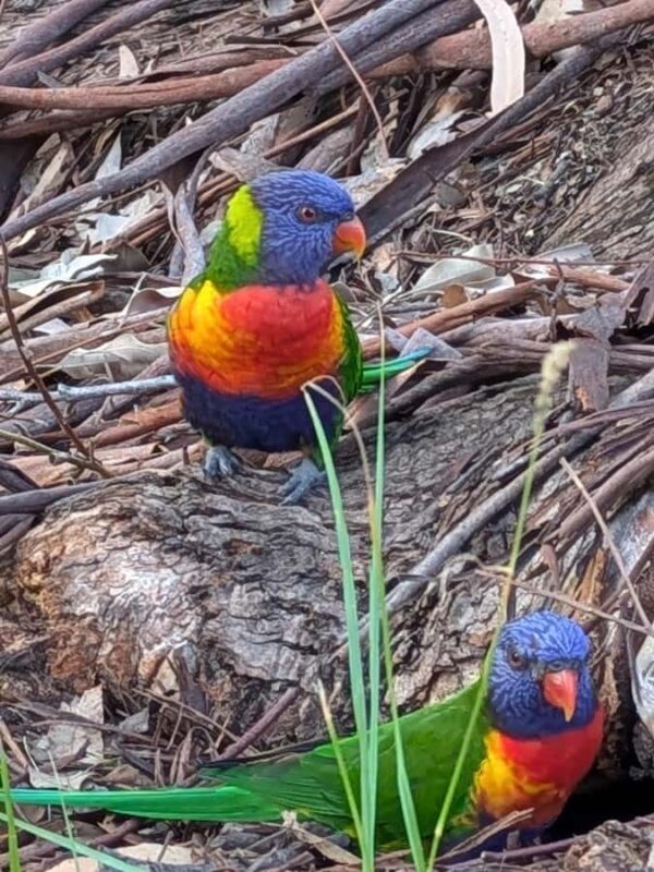 Sunshine Coast: Private Customizable Day Tour - Final Thoughts