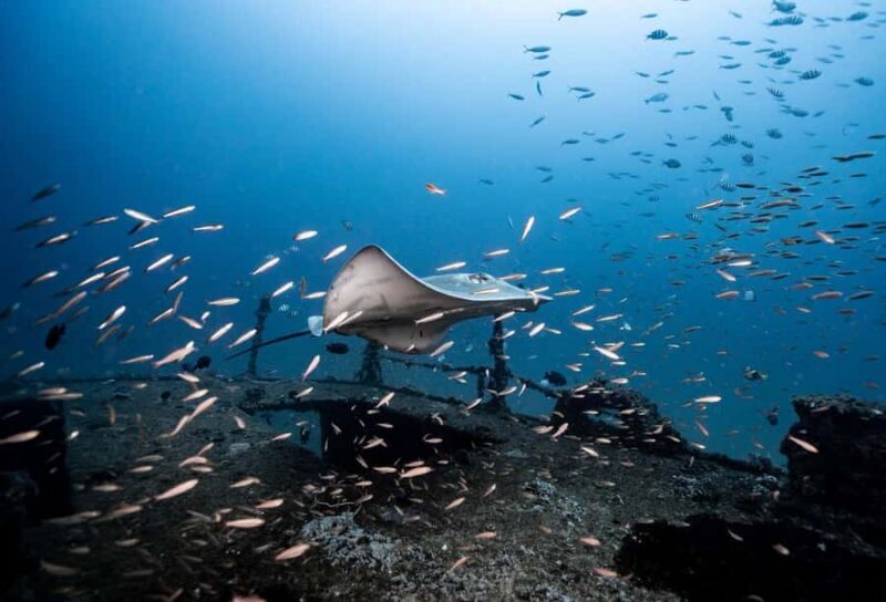 Sunshine Coast: Scuba Dive the Ex-HMAS Brisbane Ship Wreck - What to Expect from the Ex-HMAS Brisbane Dive Experience